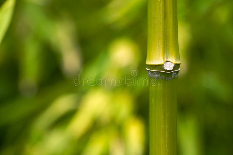 190 Bamboo Node Stock Photos - Free & Royalty-Free Stock Photos from ...