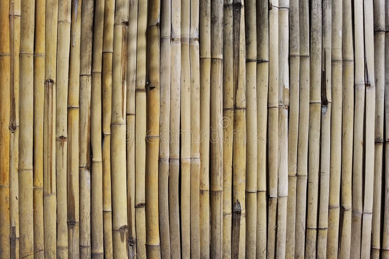 Close up of bamboo texture stock image. Image of background - 259223033