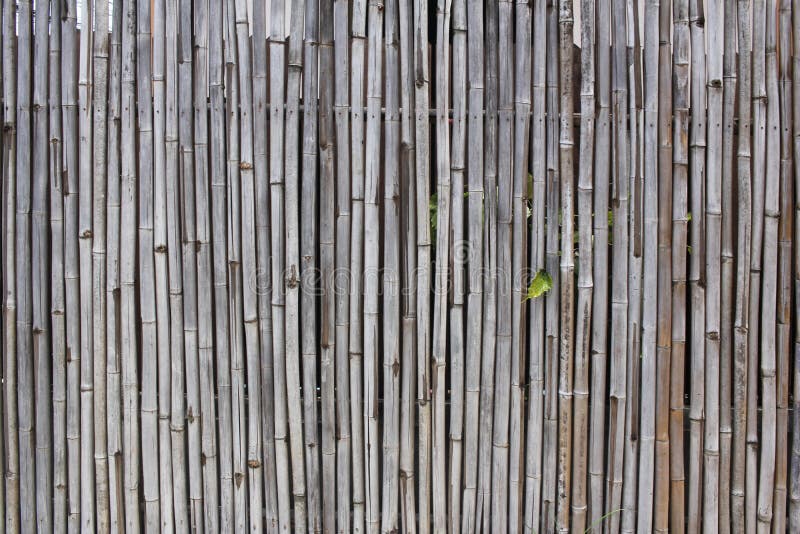 Close-up Bamboo Texture and Side Shadows with Natural Patterns ...
