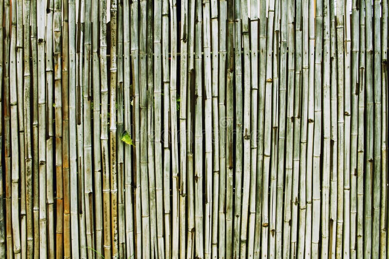 Close-up Bamboo Texture and Side Shadows with Natural Patterns ...