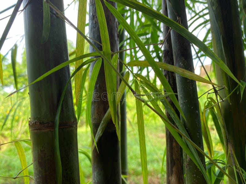 Close Up of Bamboo Tree Trunks and Leaves Blowing in the Gentle Breeze ...