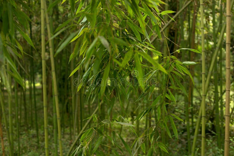 Close Up Bamboo Trunks Forest Texture Stock Image - Image of close ...