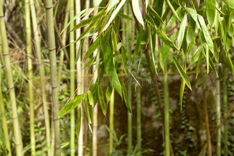 Close Up Bamboo Trunks Forest Texture Stock Photo - Image of close ...
