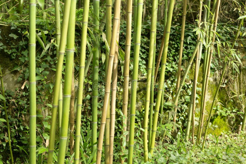 Close Up Bamboo Trunks Forest Texture Stock Image - Image of wallpaper ...