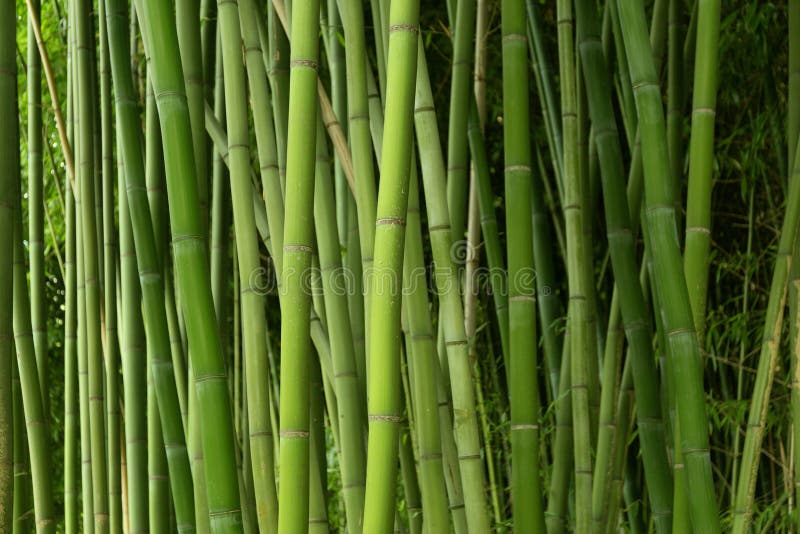 Close Up Bamboo Trunks Forest Texture Stock Image - Image of park ...
