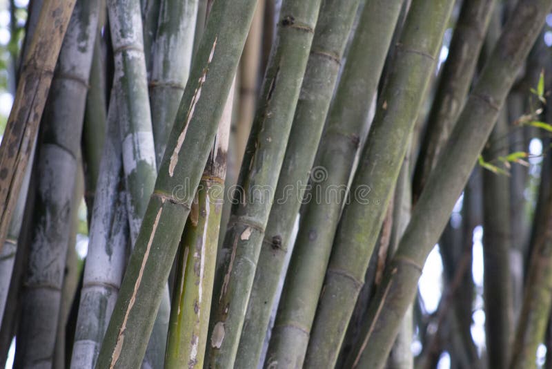 Close up bamboo stock image. Image of vibrant, tree - 178071851