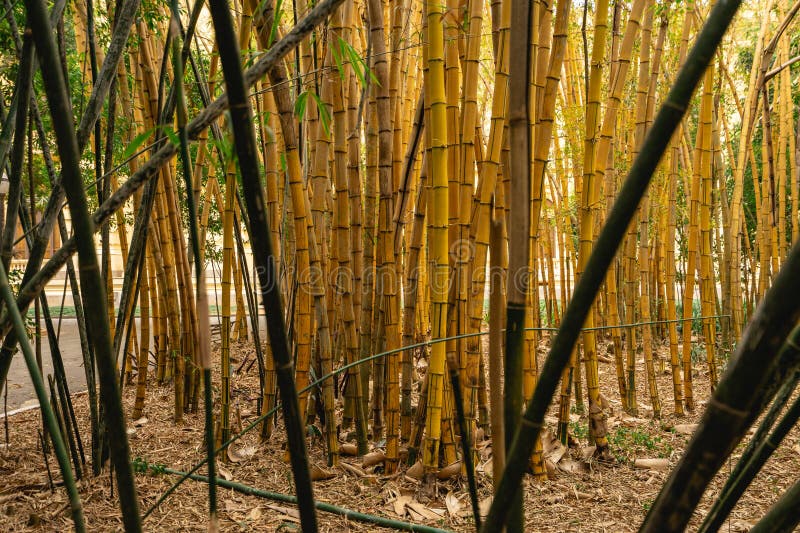 419 Ipiranga Museum Park Stock Photos - Free & Royalty-Free Stock ...