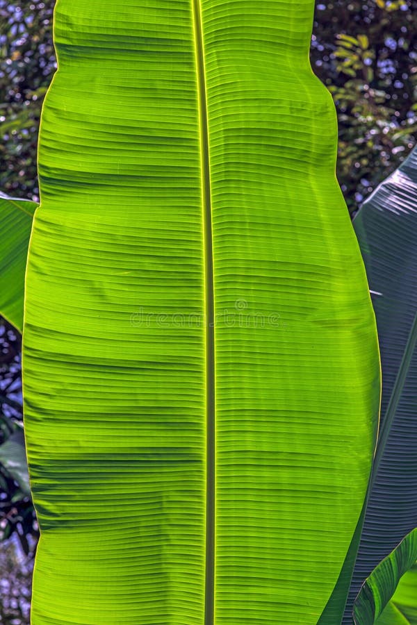 Close-up of a Banana Leaf with Fine Leaf Structures Stock Image - Image ...