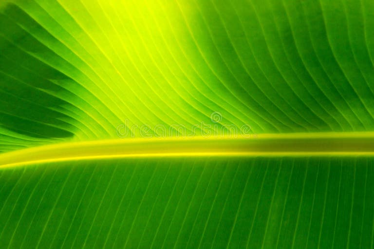 Close Up Banana Leaf Showing Parallel Lines Stock Photos - Free ...