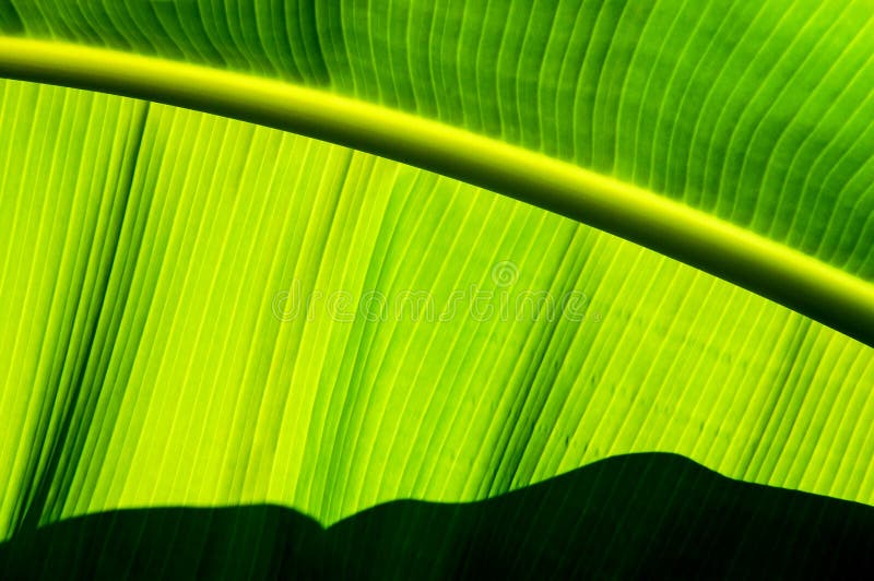 Close Up of Banana Leaf Showing Parallel Lines. Stock Photo - Image of ...