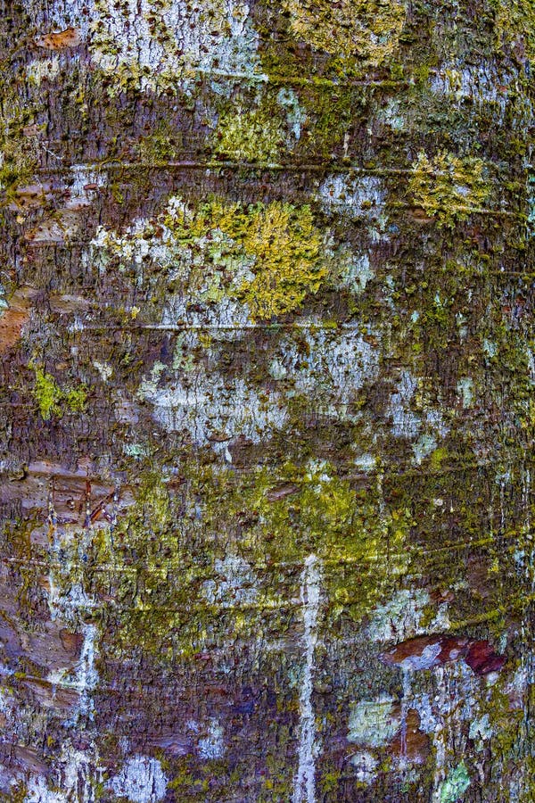 Multi Coloured Caterpillar stock photo. Image of isolation - 163044254