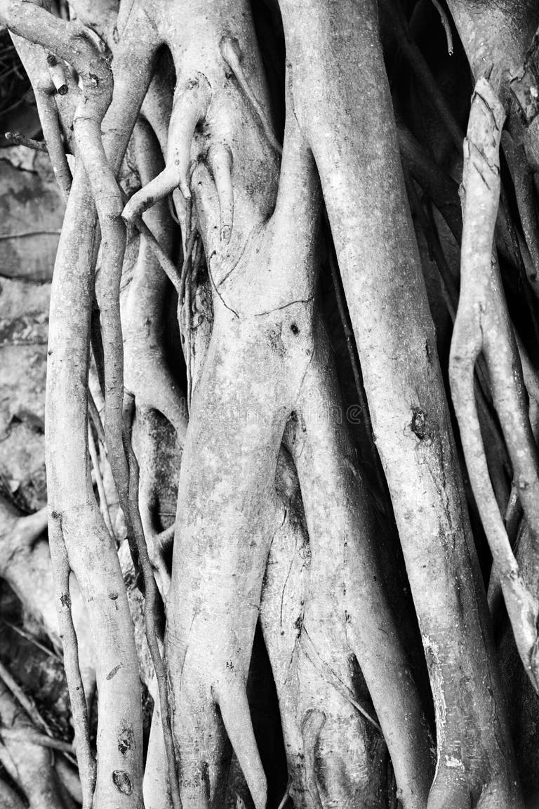 3,326 Black White Tree Roots Stocks Stock Photos - Free & Royalty-Free ...