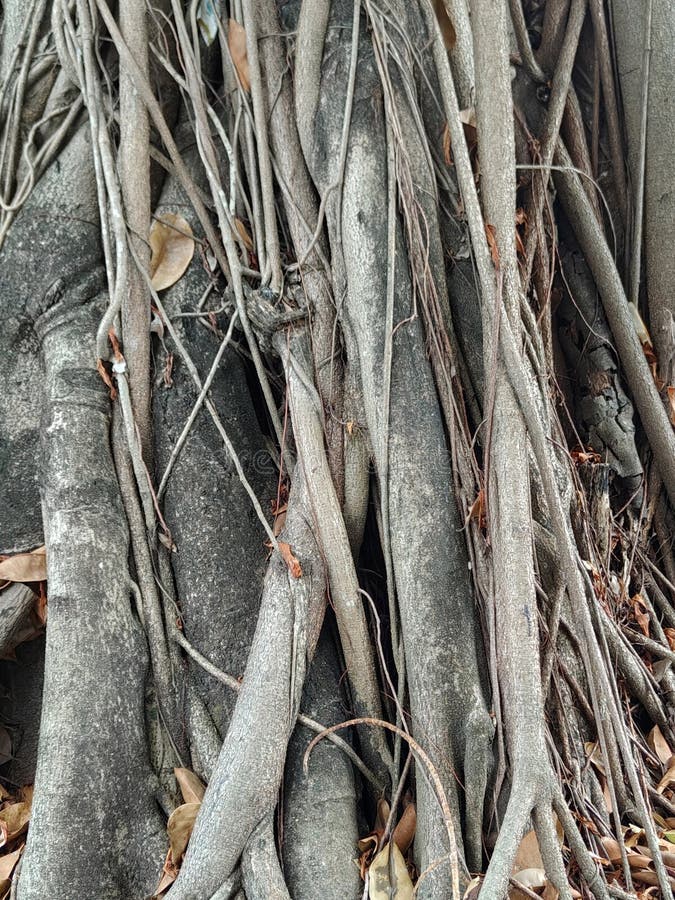 Banyan Tree Roots in the Forest Stock Photo - Image of travel, outdoor ...