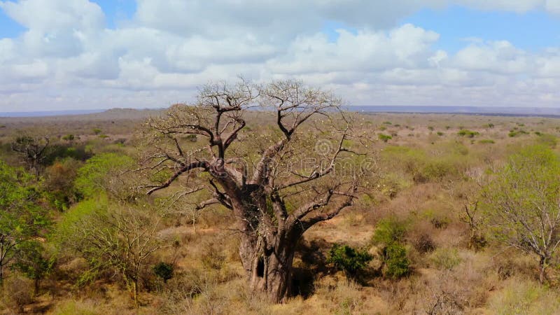 Close Up of the Baobab Trees-002 Stock Video - Video of flower, leaf ... Close Up of the Baobab Trees-002 Stock Video - Video of flower, leaf ...
