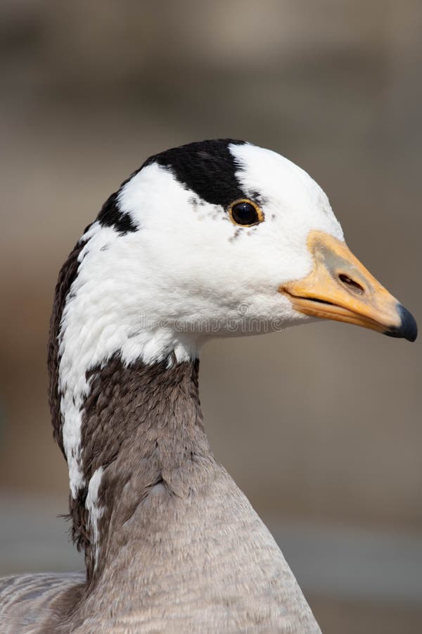 Close Up Bar Head Goose Walking on the Ground Stock Photo - Image of ...