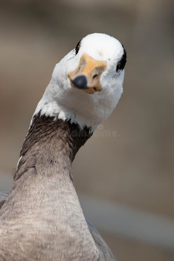 Close Up Bar Head Goose Walking on the Ground Stock Photo - Image of ...