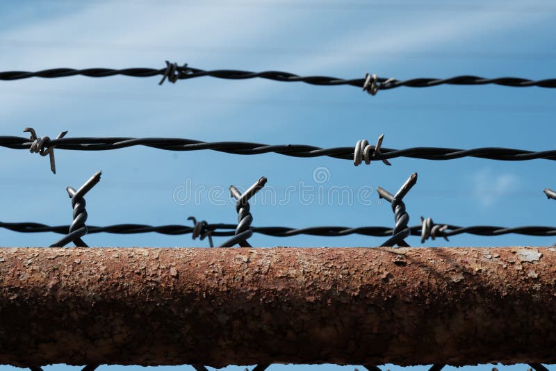 Close-up of Rusty Lyonia (Lyonia Ferruginea) Stock Image - Image of ...