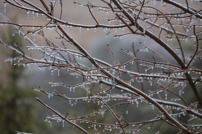 Close Up of Bare Branches of a Crimson King Maple Tree Covered in Ice ...