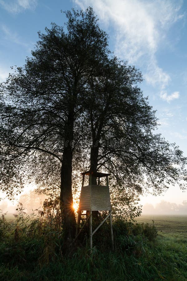 Close-up of a Bare Deciduous Tree in Winter. Stock Photo - Image of ...