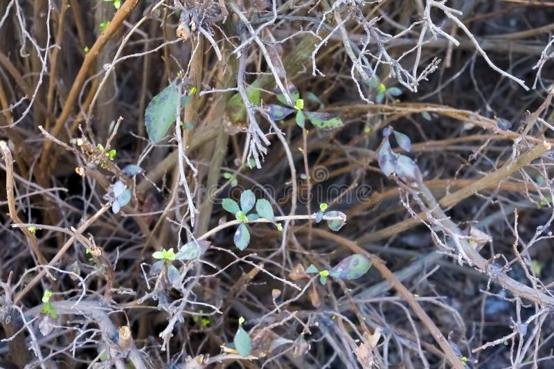 Close Up of Bare Hedge Twigs Stock Photo - Image of seasonal, plant ...