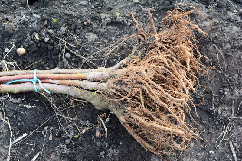A Close-up of Bare Root Fruit Trees Ready for Planting in Early Spring ...
