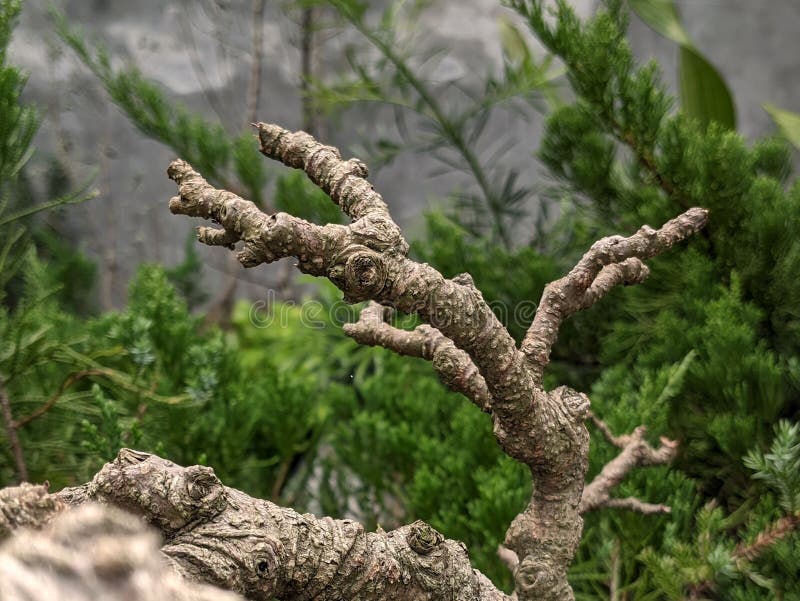 Close-up of Bare Tree. Bonsai Tree Treatment Stock Photo - Image of ...
