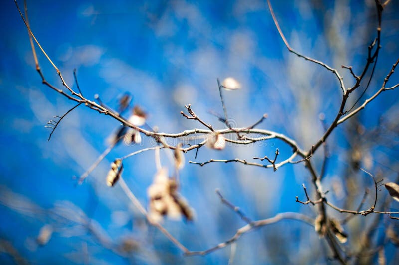 Close-Up of Bare Tree Branches and Stems in Winter Stock Photo - Image ...