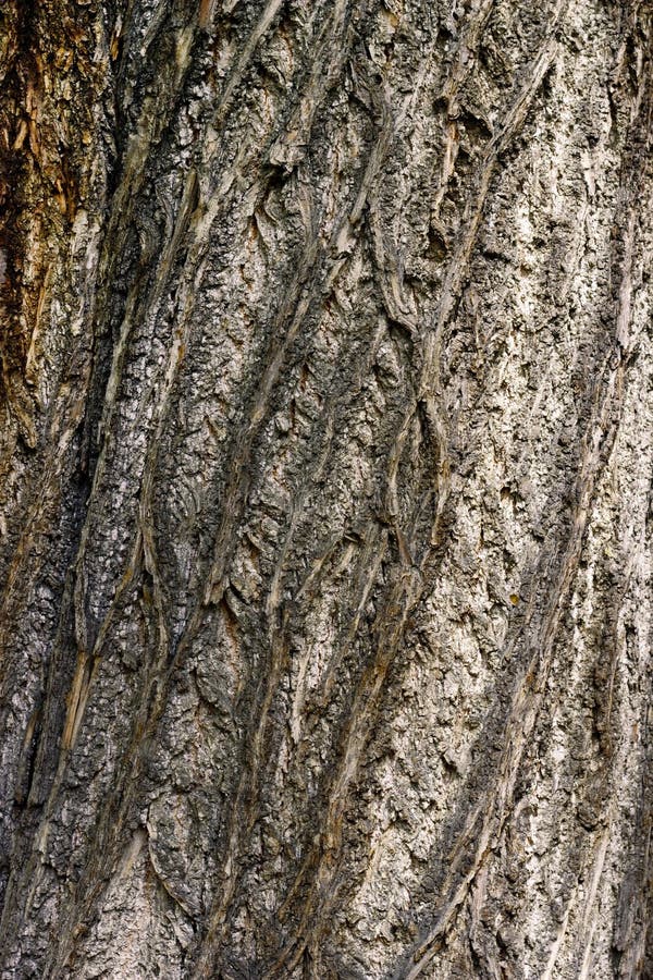 Close up of bark stock image. Image of forest, brown - 24712327