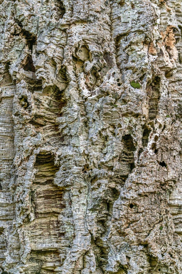 Close Up of the Bark of a Balsa Tree. Old Tree, Many Years Old. Texture ...