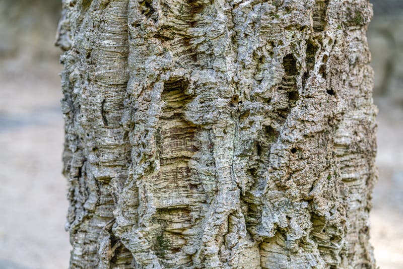 Close Up of the Bark of a Balsa Tree. Old Tree, Many Years Old. Texture ...