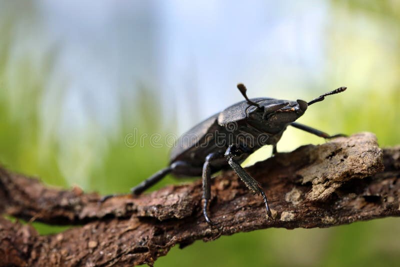 Close Up of a Bark Beetle, Dorcus Parallelipipedus, Also Known As the ...