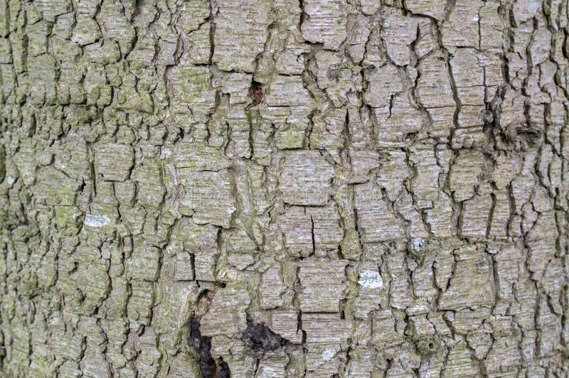Close Up Bark of a Cedrus Libani Tree at Amsterdam the Netherlands 4-4 ...