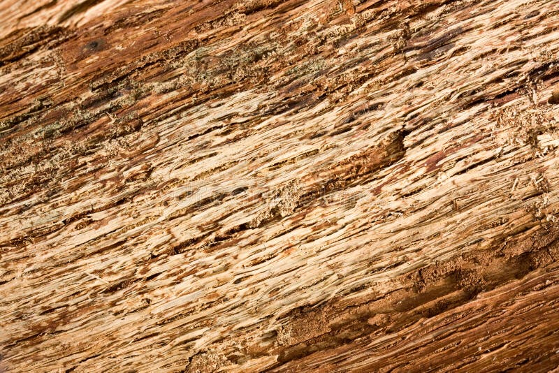 Structure of Pine Bark, Inner Side Stock Photo - Image of texture ...