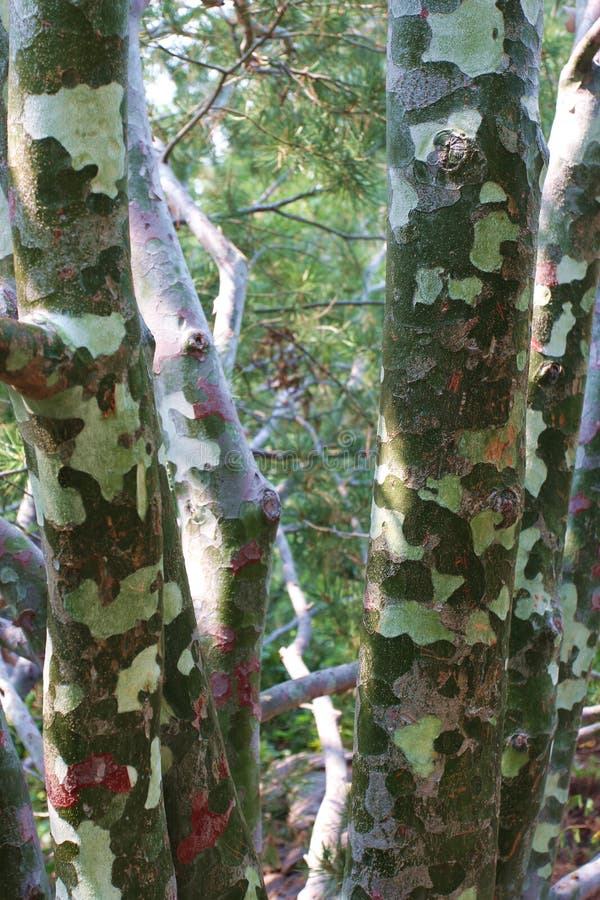 Close Up of the Bark of a Lacebark Pine Tree in Colorado Stock Photo ...