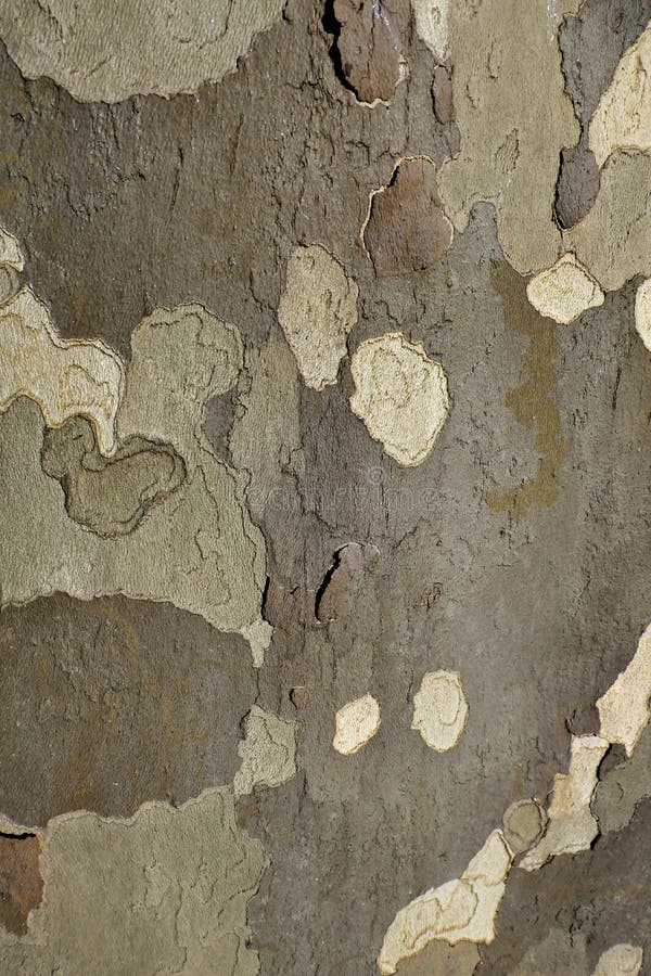 London Plane Tree stock image. Image of wood, closeup - 250224379