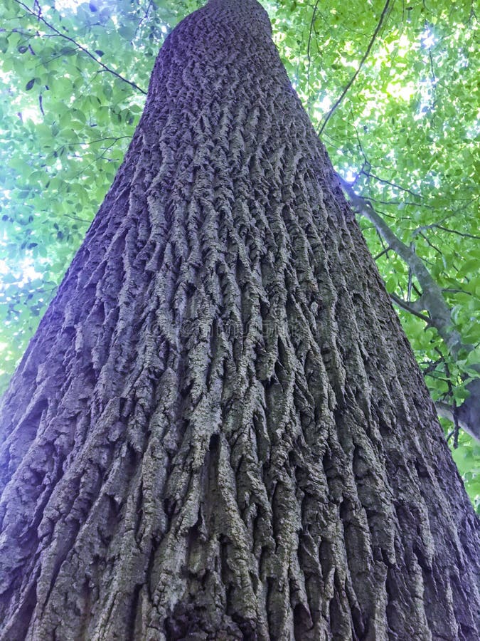 Limbs, zoom stock photo. Image of bark, boughs, skies - 118380128