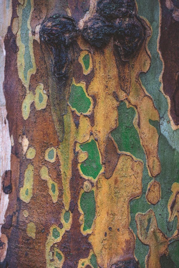 Close-up of the Bark of a Mottled Sycamore Platanus Tree Lining a ...