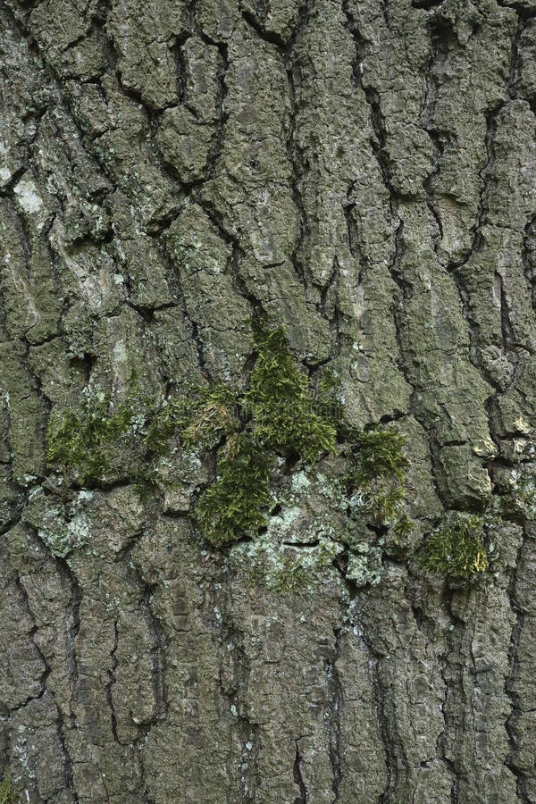 A Close-up of the Bark of an Oak Tree Stock Image - Image of bark ...