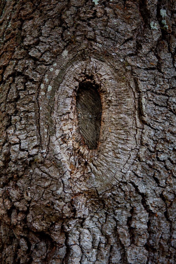 Close Up on the Bark of an Oak Tree Stock Image - Image of failure ...