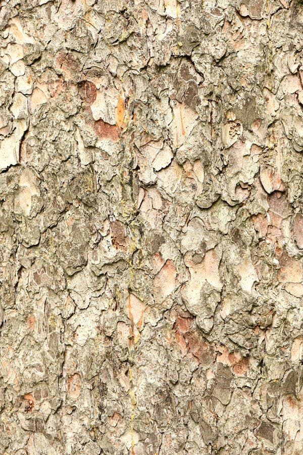 Close-up of Bark. Old Spruce Stock Image - Image of pattern, crack ...
