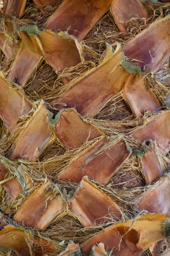 Close Up of the Bark of a Palm Tree Stock Image - Image of bark ...