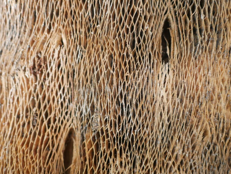 Close Up of the Bark of a Palm Tree. Texture, Background Stock Image ...