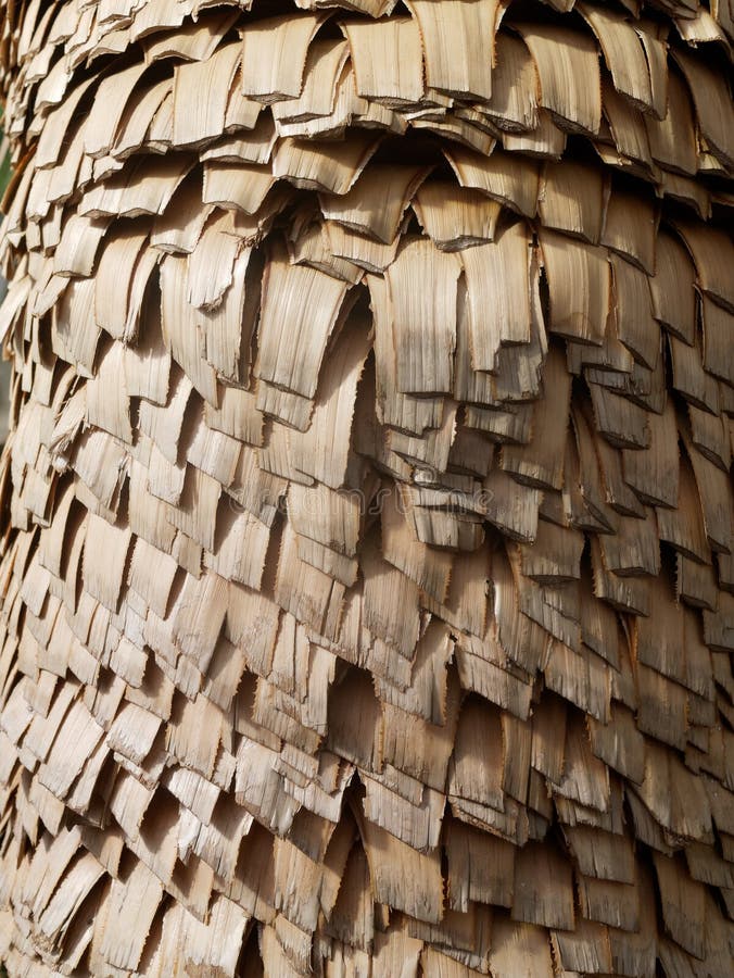 Close-up of the Bark of a Palm Tree. Stock Photo - Image of stack ...