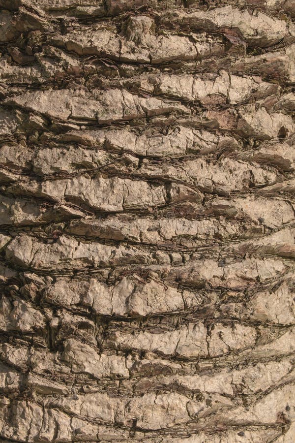170 Seamless Palm Tree Trunk Texture Stock Photos - Free & Royalty-Free ...