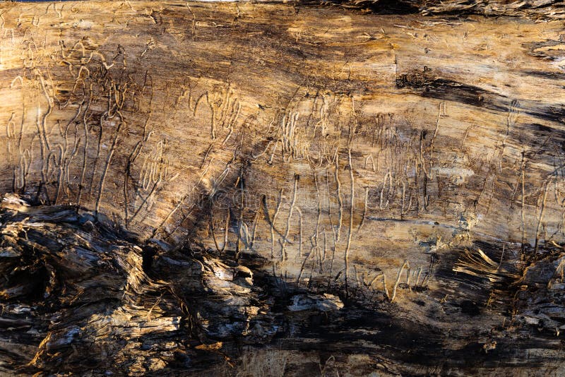 Close-up of Bark and Pattern on the Side of an Old Log Stock Photo ...