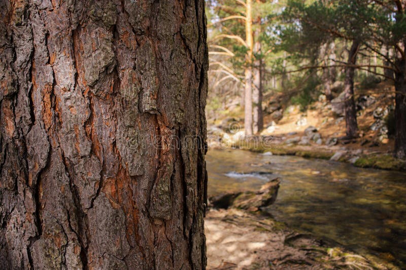 A Tree Trunk is Next To a River with a River in the Background. Stock ...