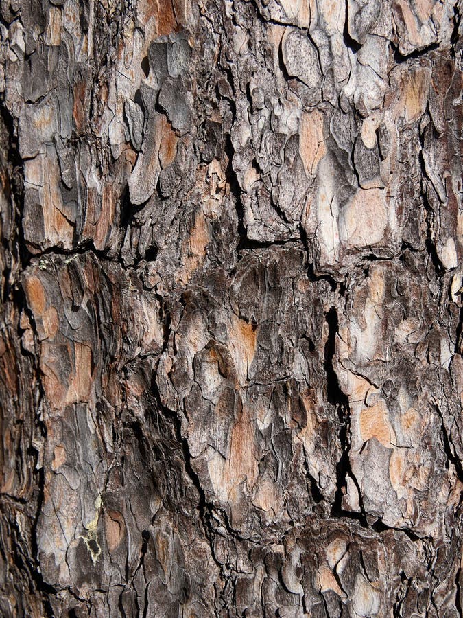 Close-up of the Bark of a Pine Tree Stock Image - Image of pine, close ...