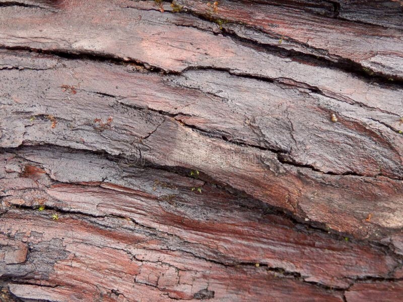 Spruce Log stock image. Image of forestry, rural, resource - 265224277
