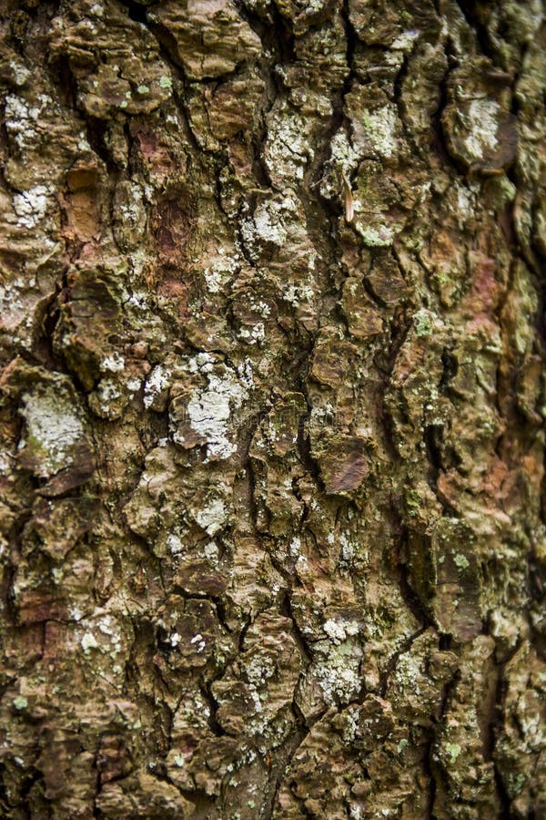 Bark of a Spruce Tree. Pine. Nature Stock Image - Image of plant ...