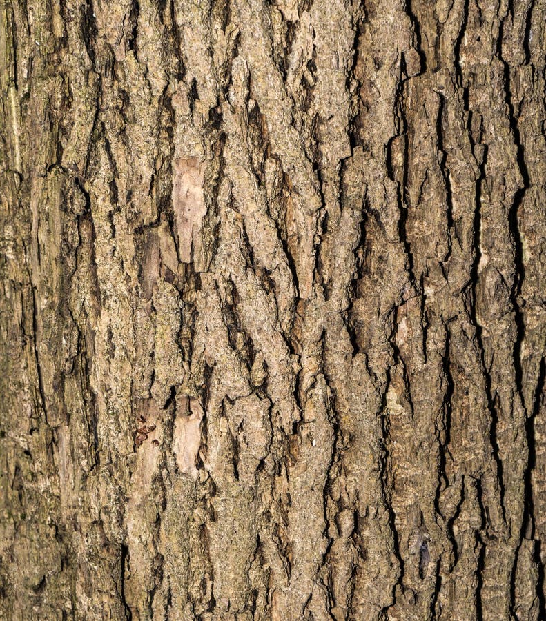 351 Close Up Elm Bark Stock Photos - Free & Royalty-Free Stock Photos ...